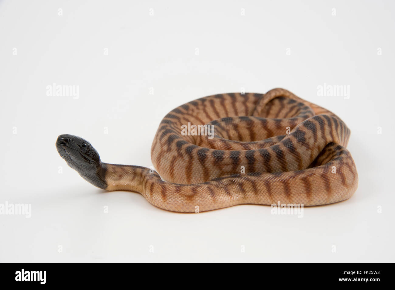 Black-Headed Python (Aspidites melanocephalus) on white background ...