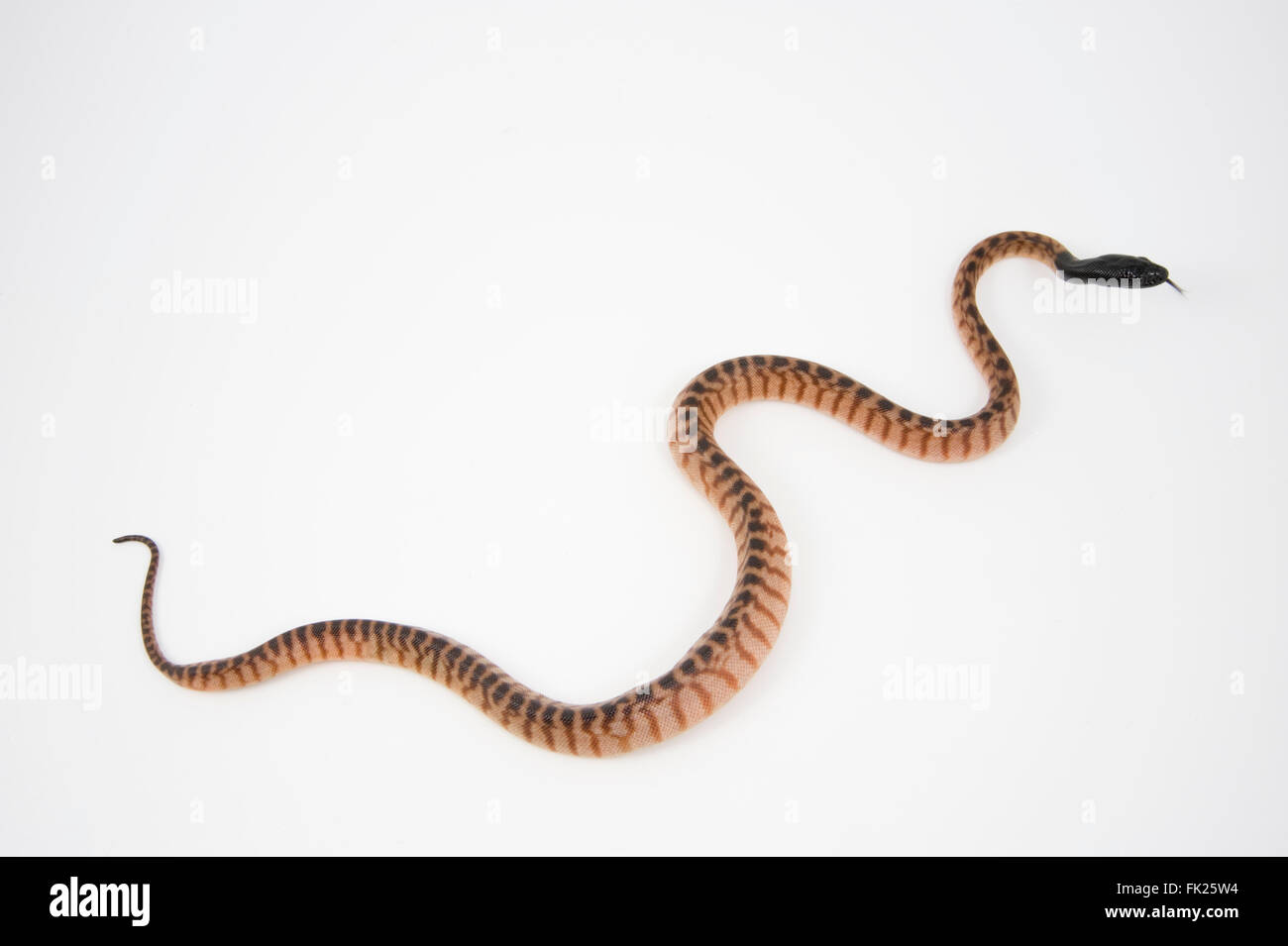 Black-Headed Python (Aspidites melanocephalus) on white background ...