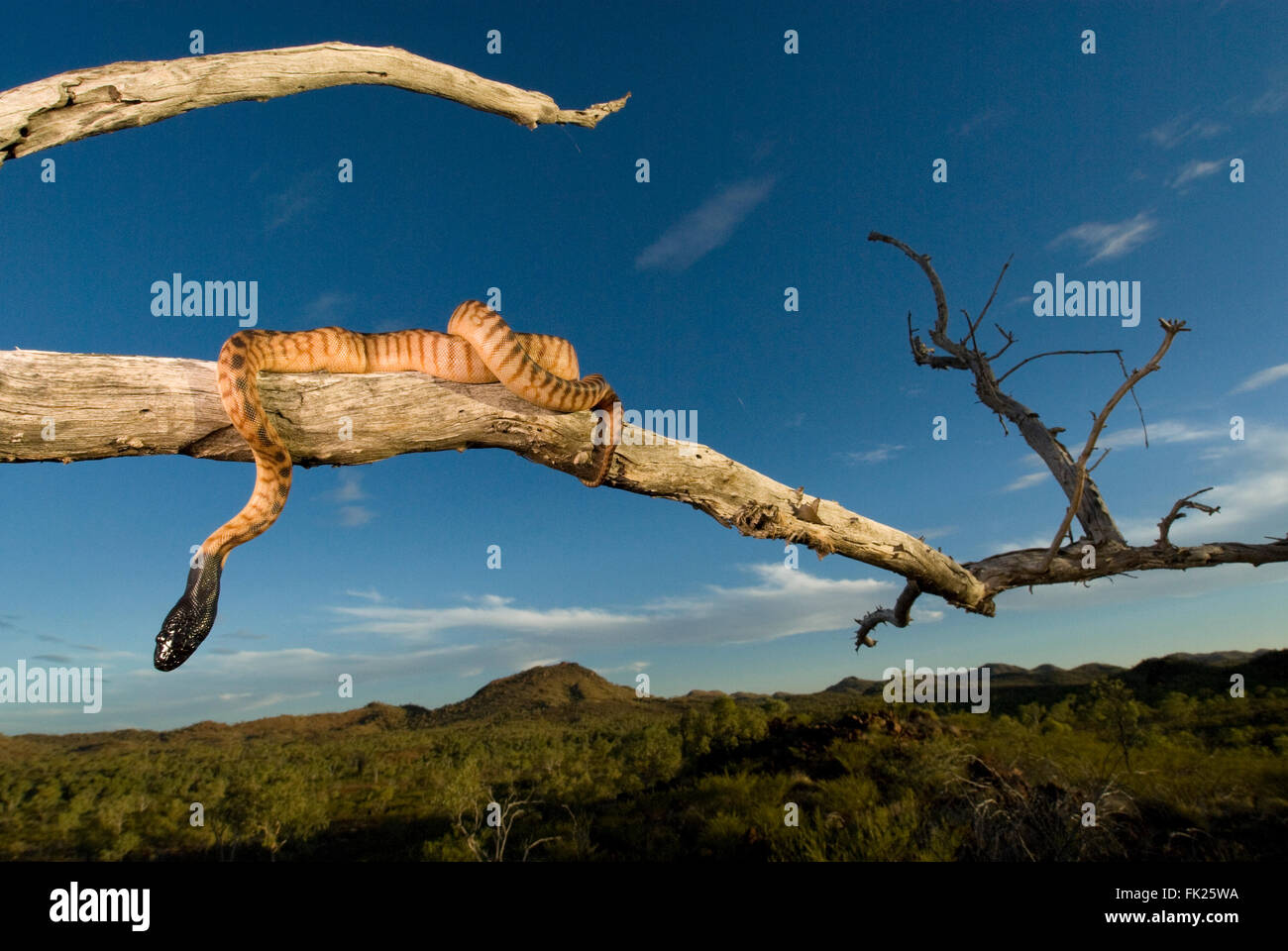 Black-headed python (Aspidites melanocephalus) perched on a tree branch ...