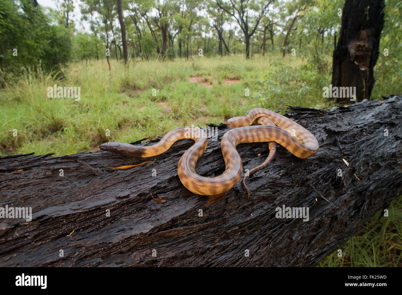 Black-headed python (Aspidites melanocephalus) slithering along a ...