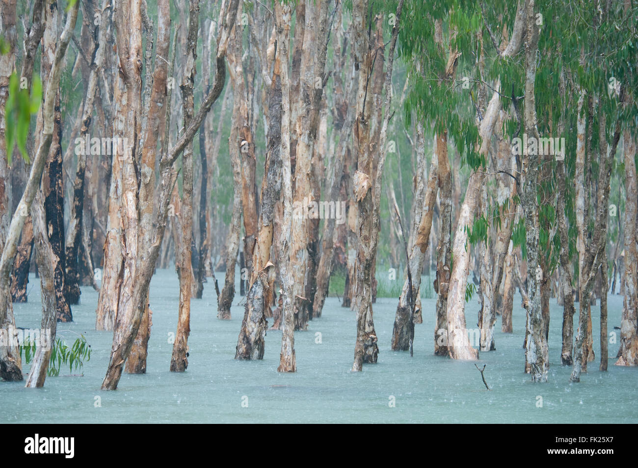 Forest paperbark trees in hi-res stock photography and images - Alamy