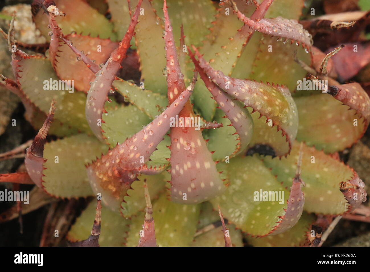 Aloe microstigma, native to South Africa Stock Photo - Alamy