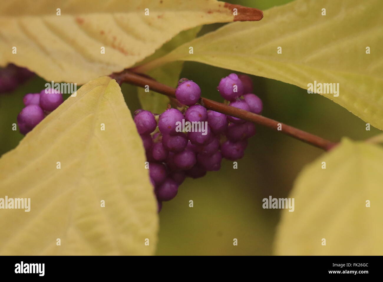 Cluster of purple berries hi-res stock photography and images - Alamy