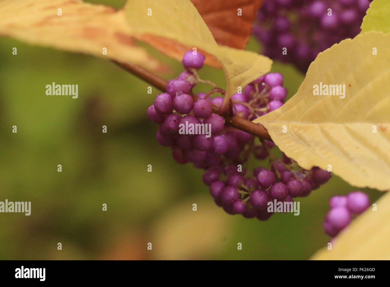The stunning, rich purple berries of the beautyberry shrub, callicarpa ...