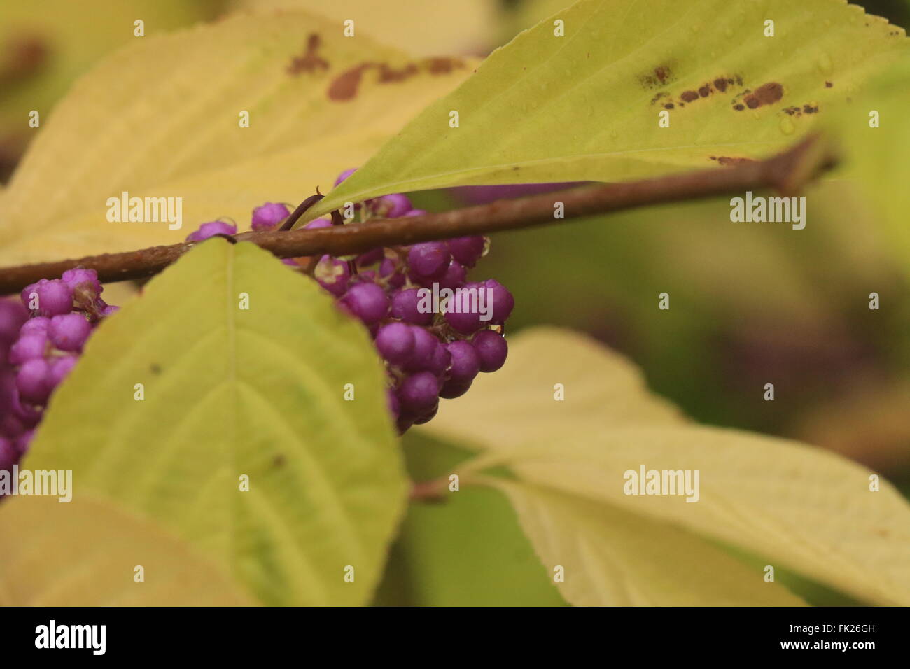 The stunning, rich purple berries of the beautyberry shrub, callicarpa ...