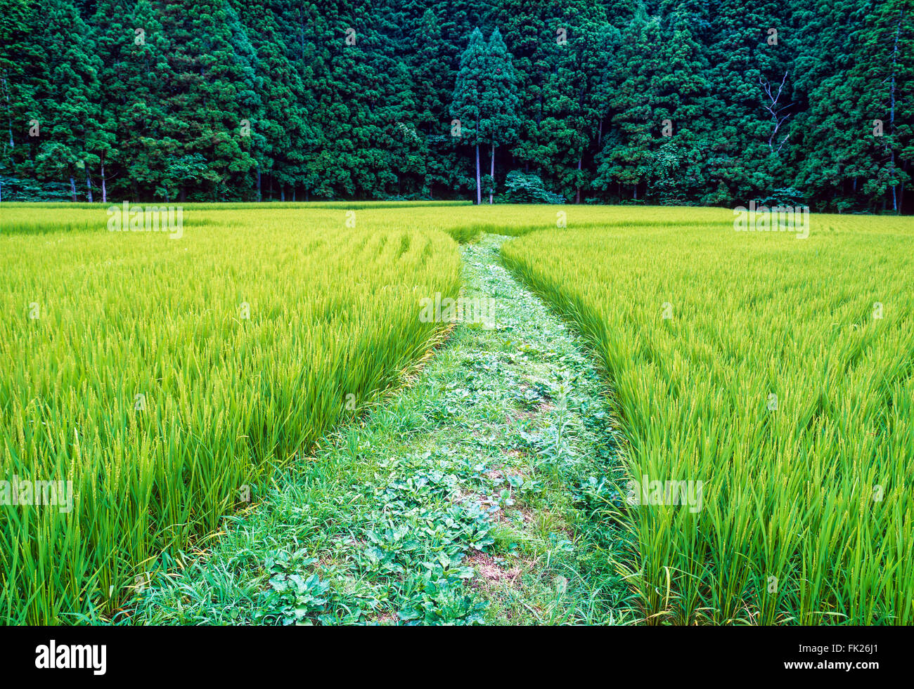 A rice field in the Tohoku Region north of Sendai in Japan Stock Photo ...
