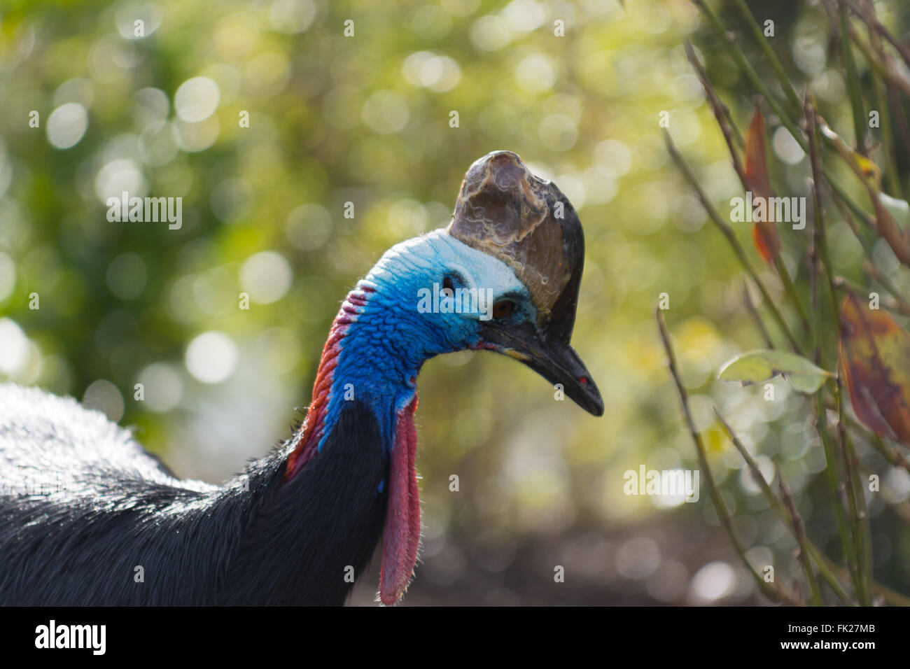 Southern cassowary feathers hi-res stock photography and images - Alamy