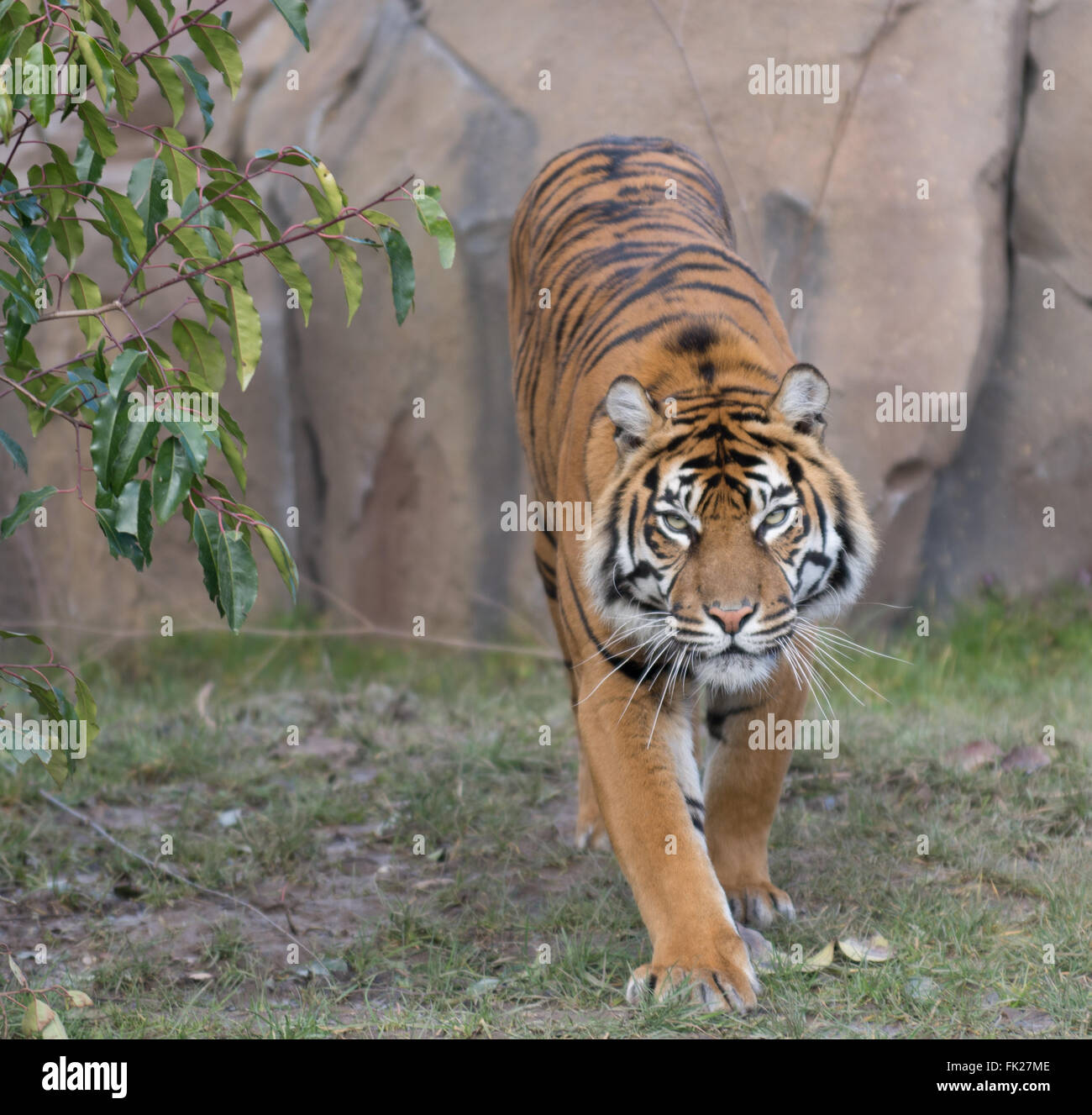 A tiger stalking Stock Photo - Alamy