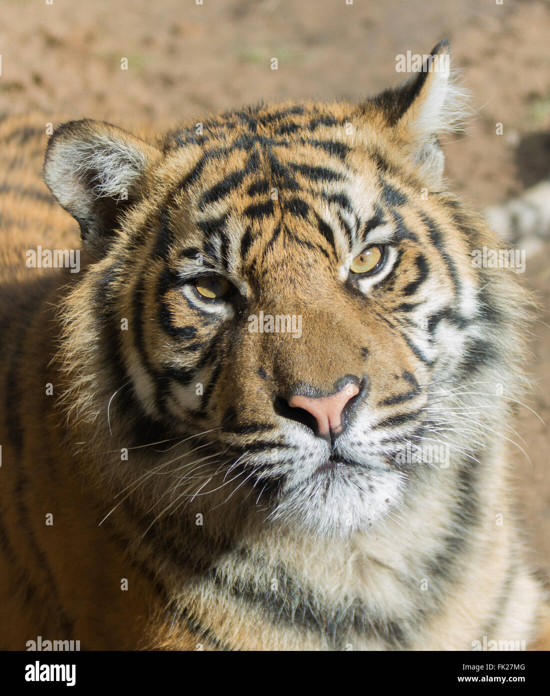 A close up crop of a male tiger Stock Photo - Alamy