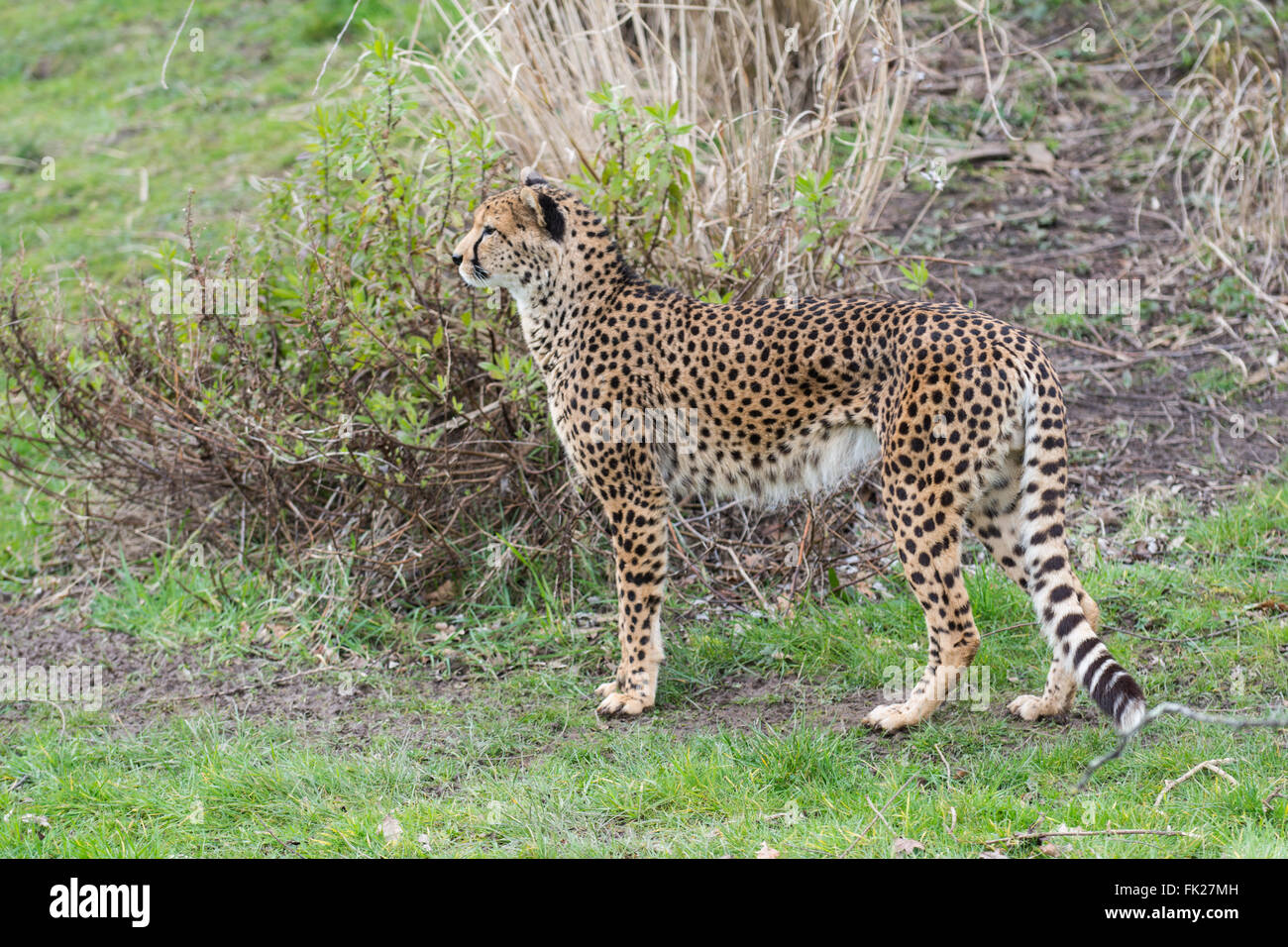 A cheetah standing still Stock Photo - Alamy