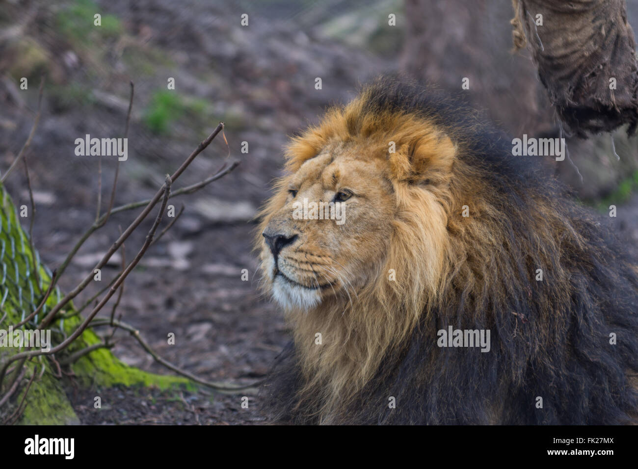 A close up crop of a male lion Stock Photo - Alamy