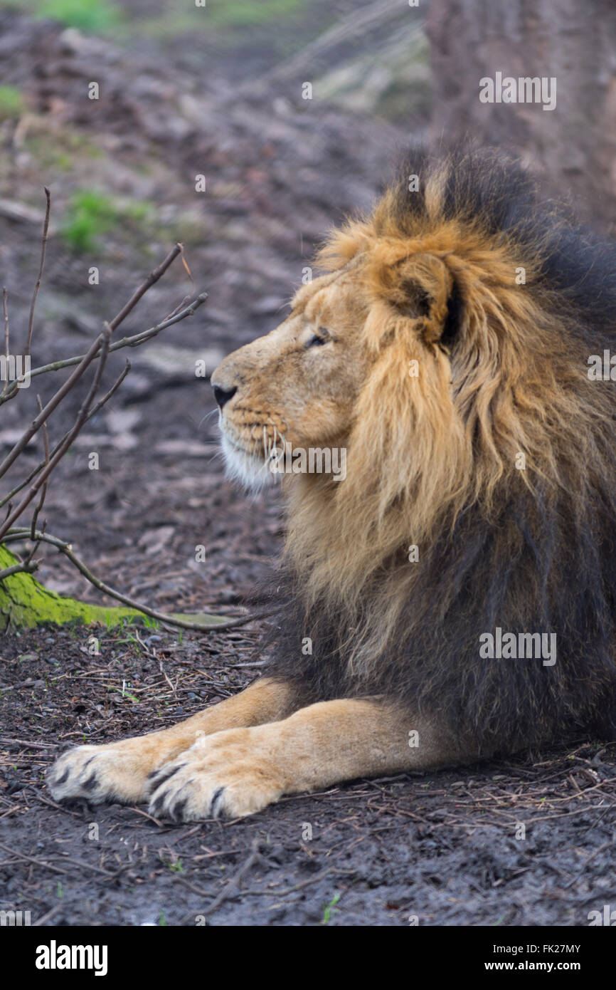 A close up crop of a male lion Stock Photo - Alamy