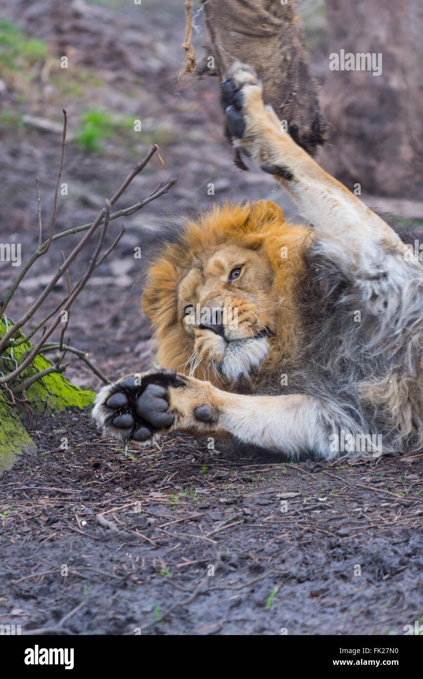 A male lion having a play Stock Photo - Alamy