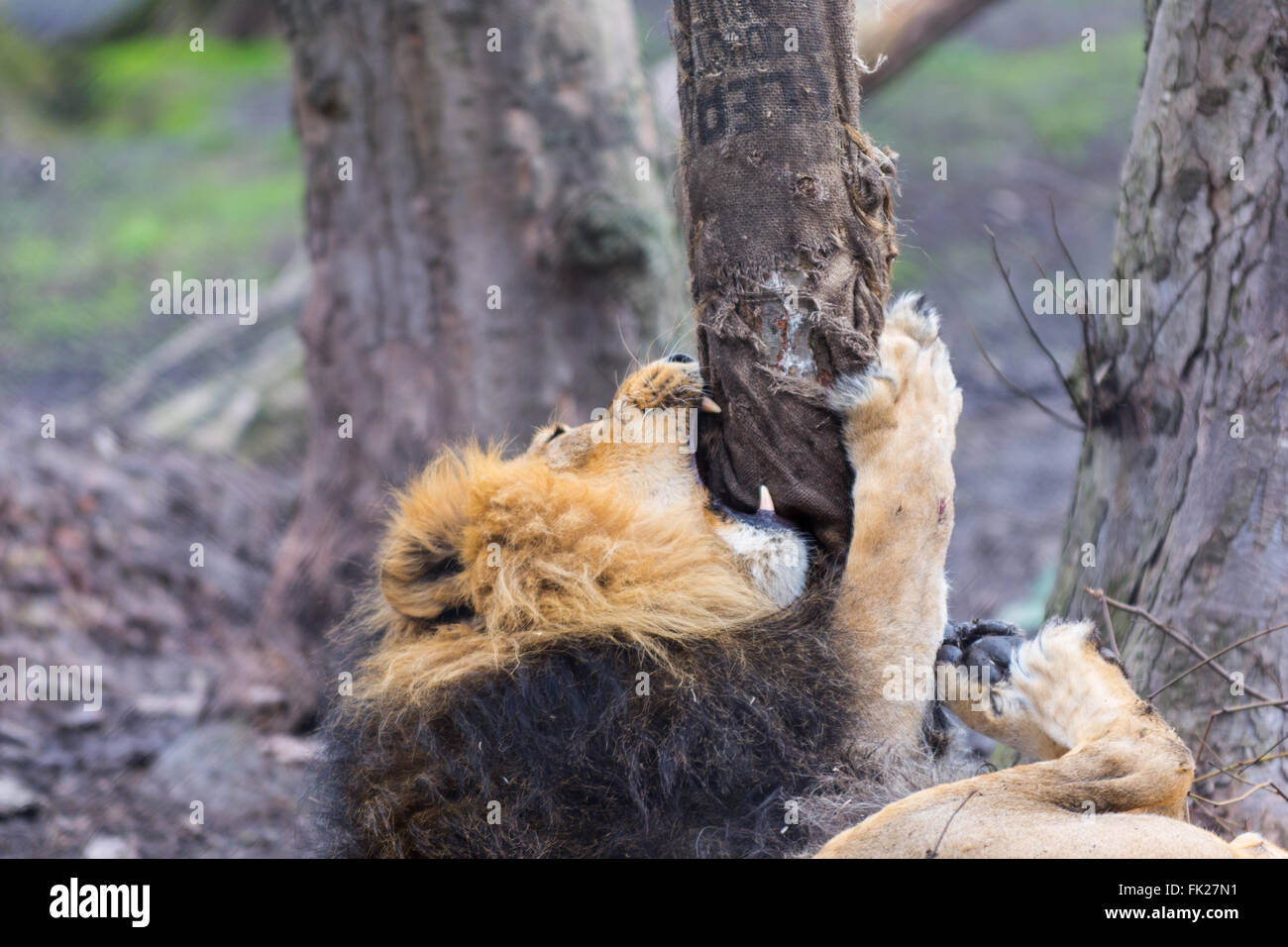 Male lion biting a log Stock Photo - Alamy