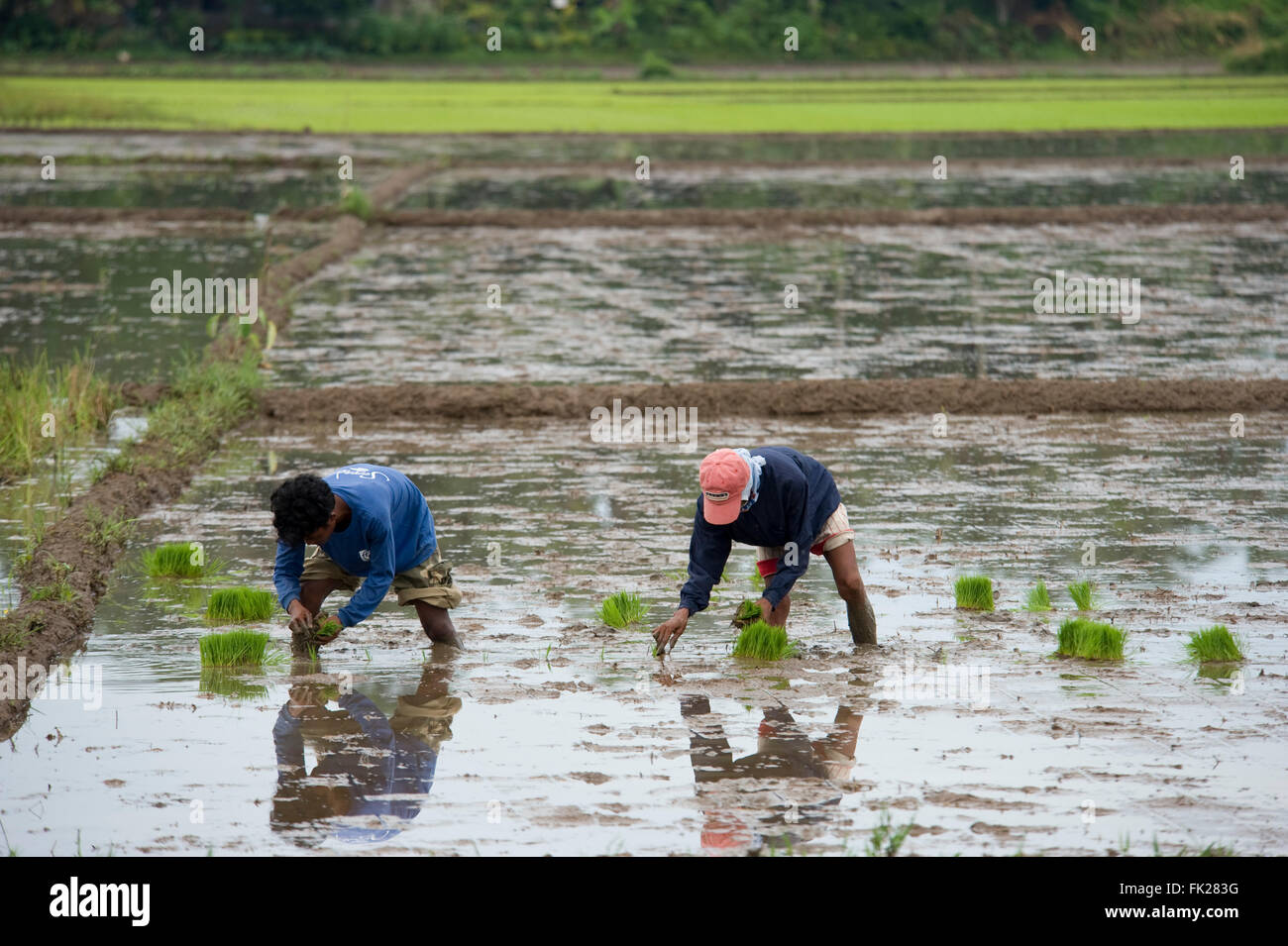 Rice fields in india hi-res stock photography and images - Alamy