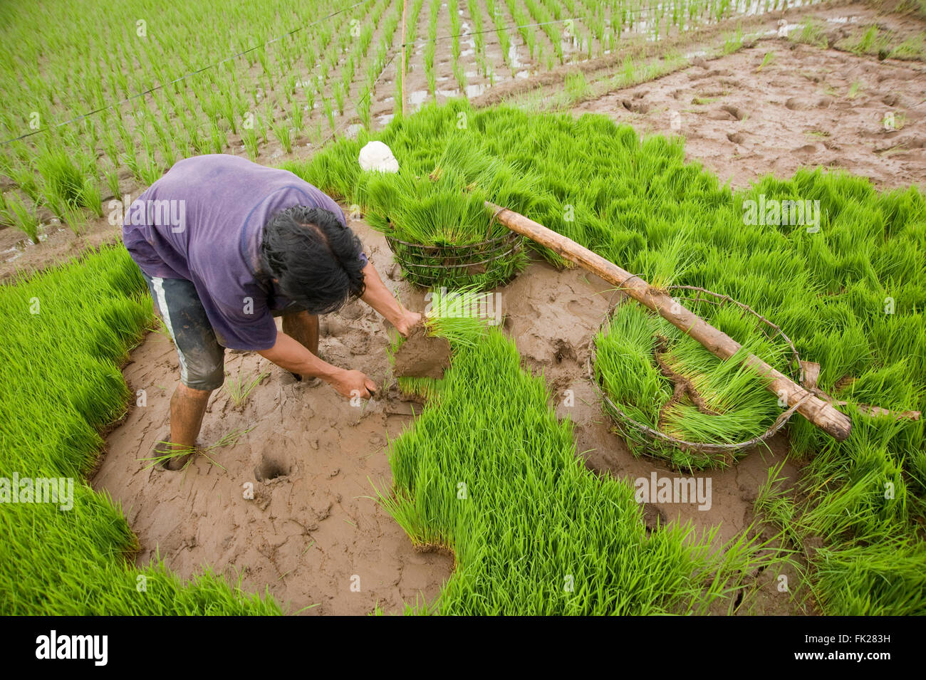 Filipino farmer hi-res stock photography and images - Alamy