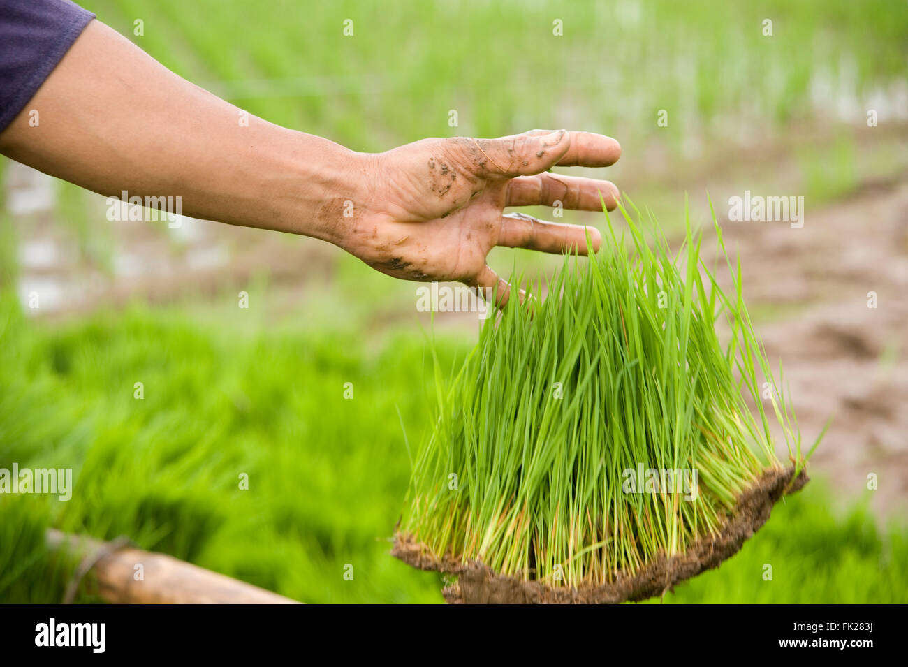 Filipino farmer gathers rice seedlings to ready for planting Stock ...
