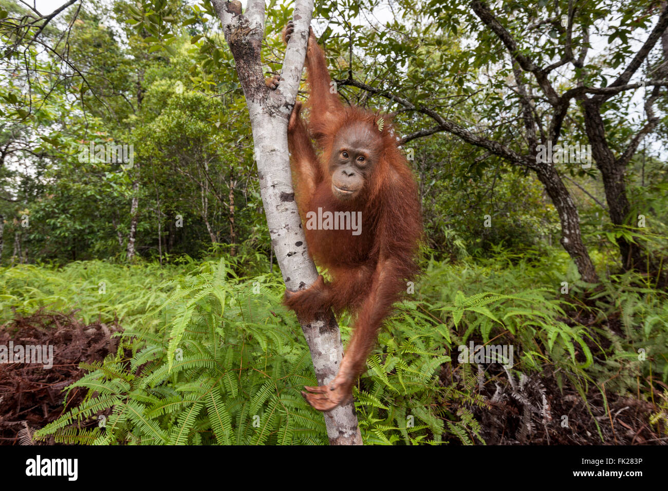 Pongo pygmaeus wurmbii hi-res stock photography and images - Alamy