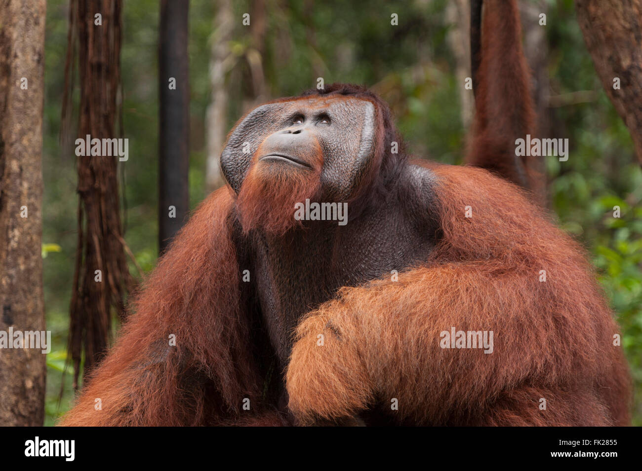 Bornean Orangutan (Pongo pygmaeus wurmbii) - Tom, king of the jungle of ...