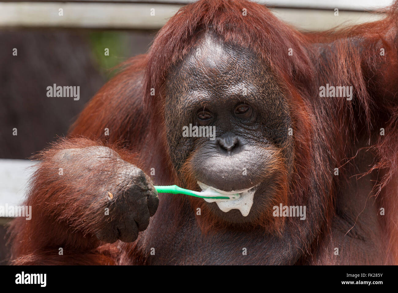 Bornean Orangutan (Pongo pygmaeus wurmbii) - Siswi the Queen of the ...