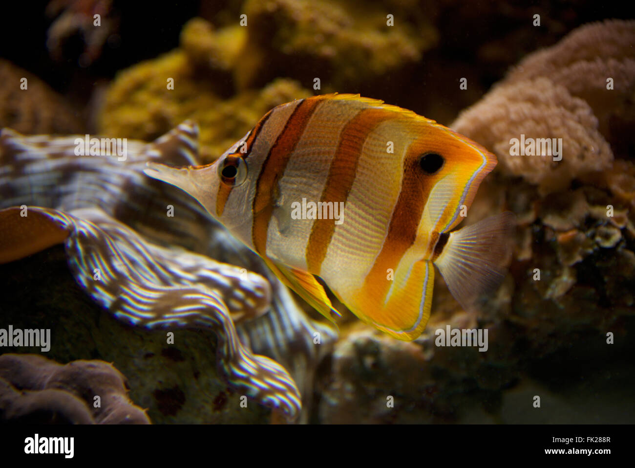 Copperband butterflyfish swimming upwards through coral reef Stock ...
