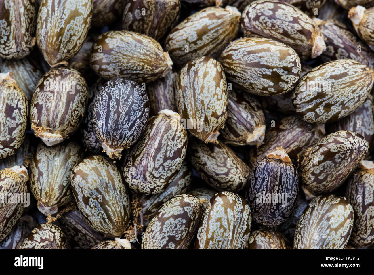 Unique and beautiful plant seeds, closeup nature pattern background ...