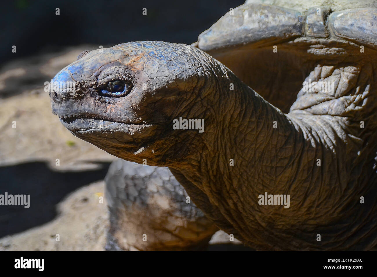 Giant turtles from Seychelles Stock Photo - Alamy