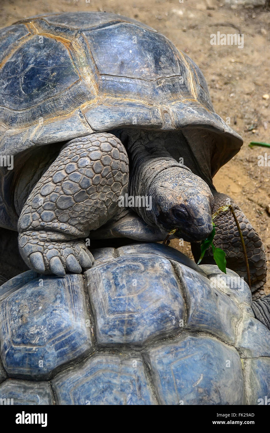 Giant turtles from Seychelles Stock Photo - Alamy