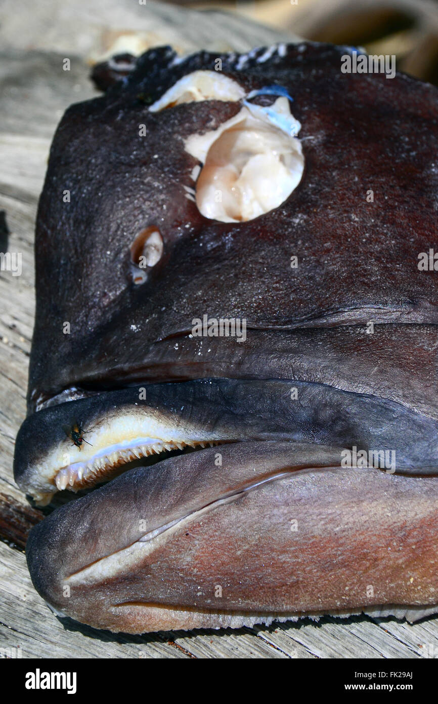 Cutted fish heads Stock Photo - Alamy