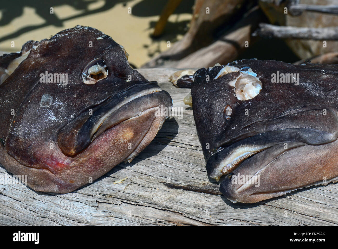 Cutted fish heads Stock Photo - Alamy