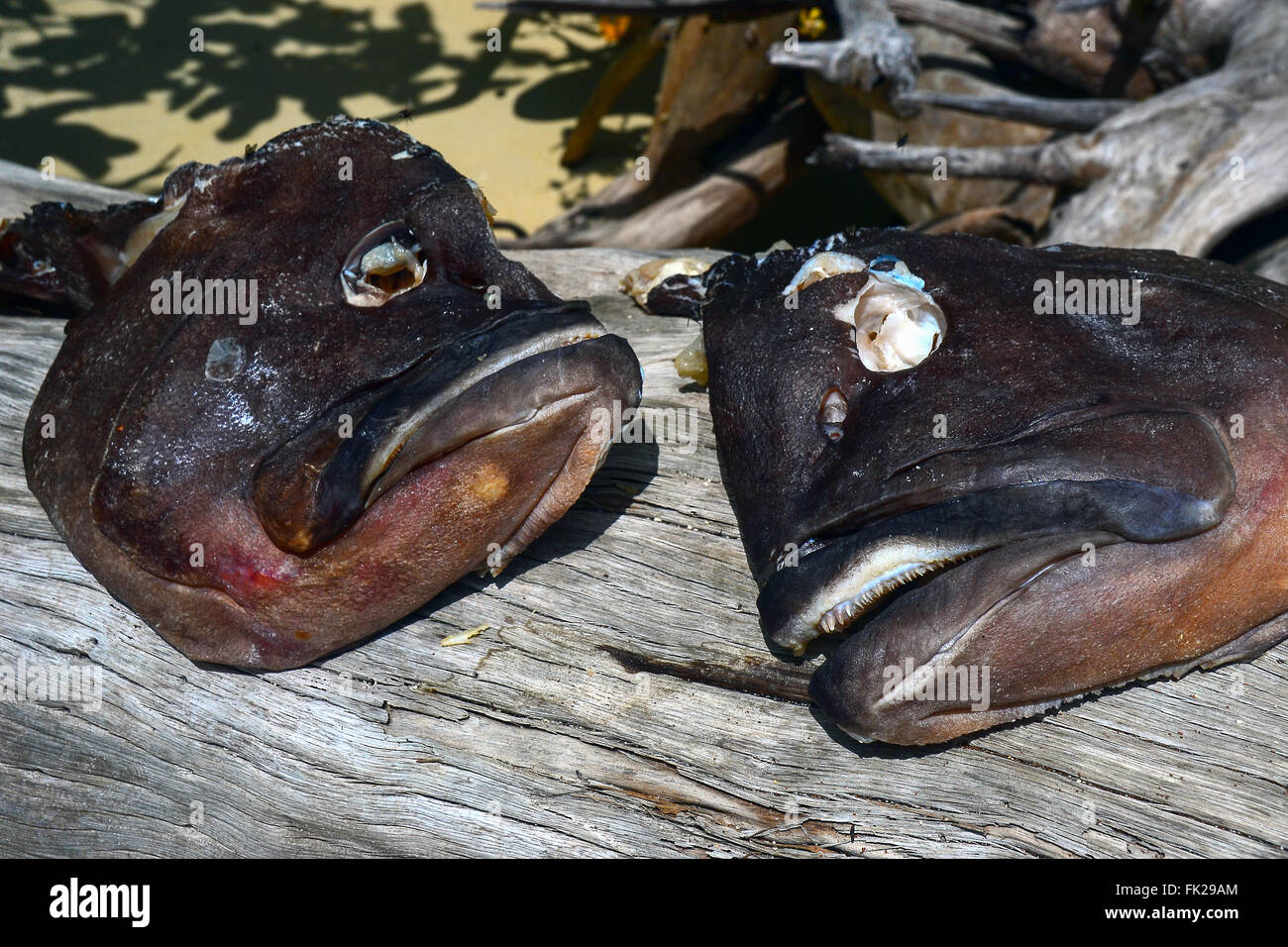 Cutted fish heads Stock Photo - Alamy