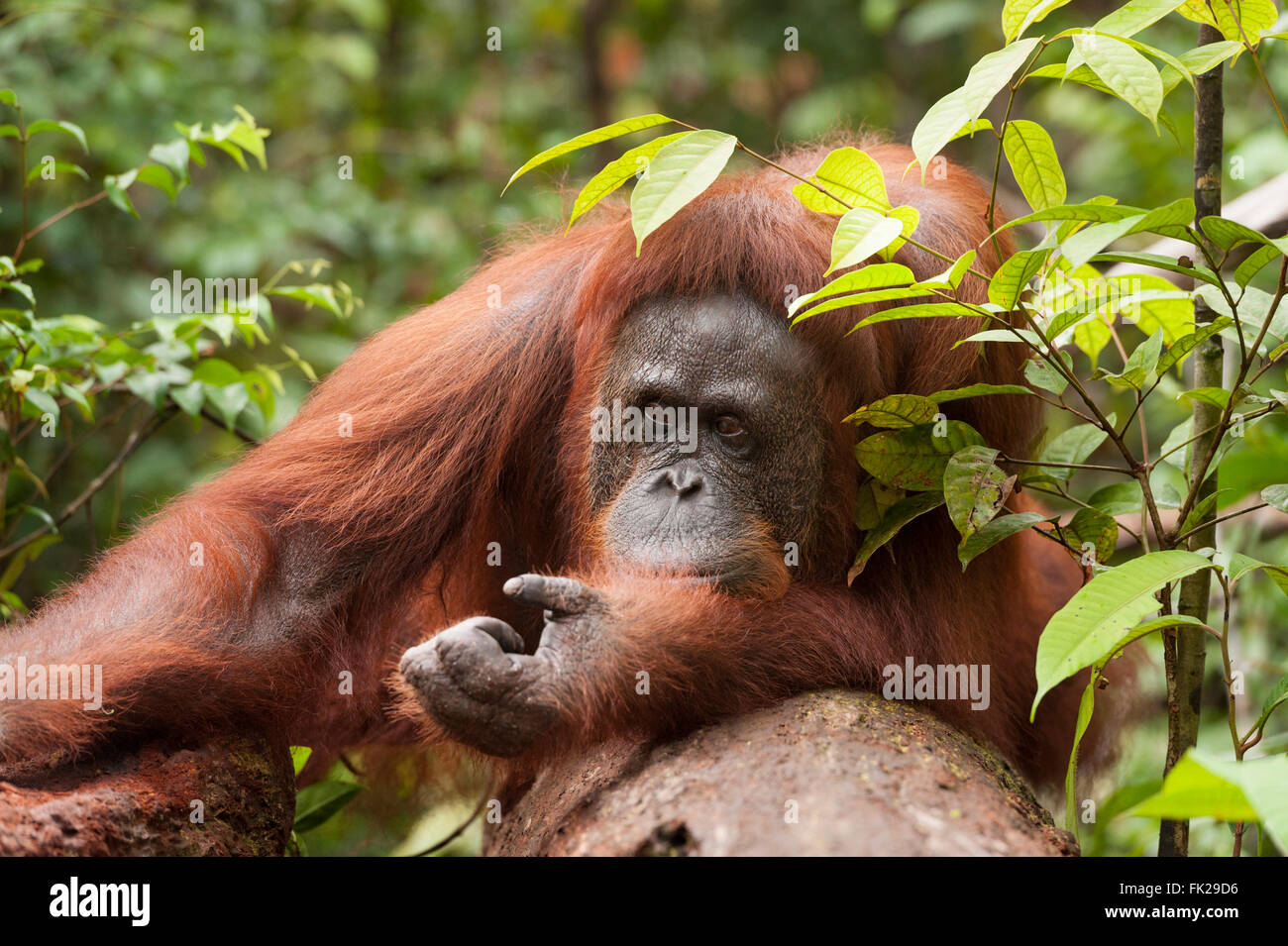 Bornean Orangutan (Pongo pygmaeus wurmbii) - adult female mother Stock ...