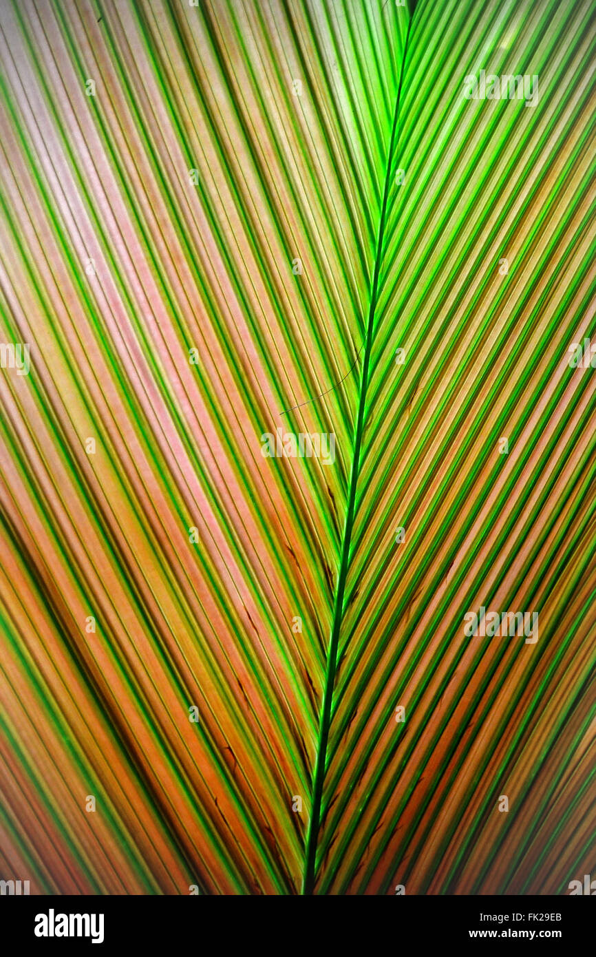 Leaf palm tree chlorophyll hi-res stock photography and images - Alamy