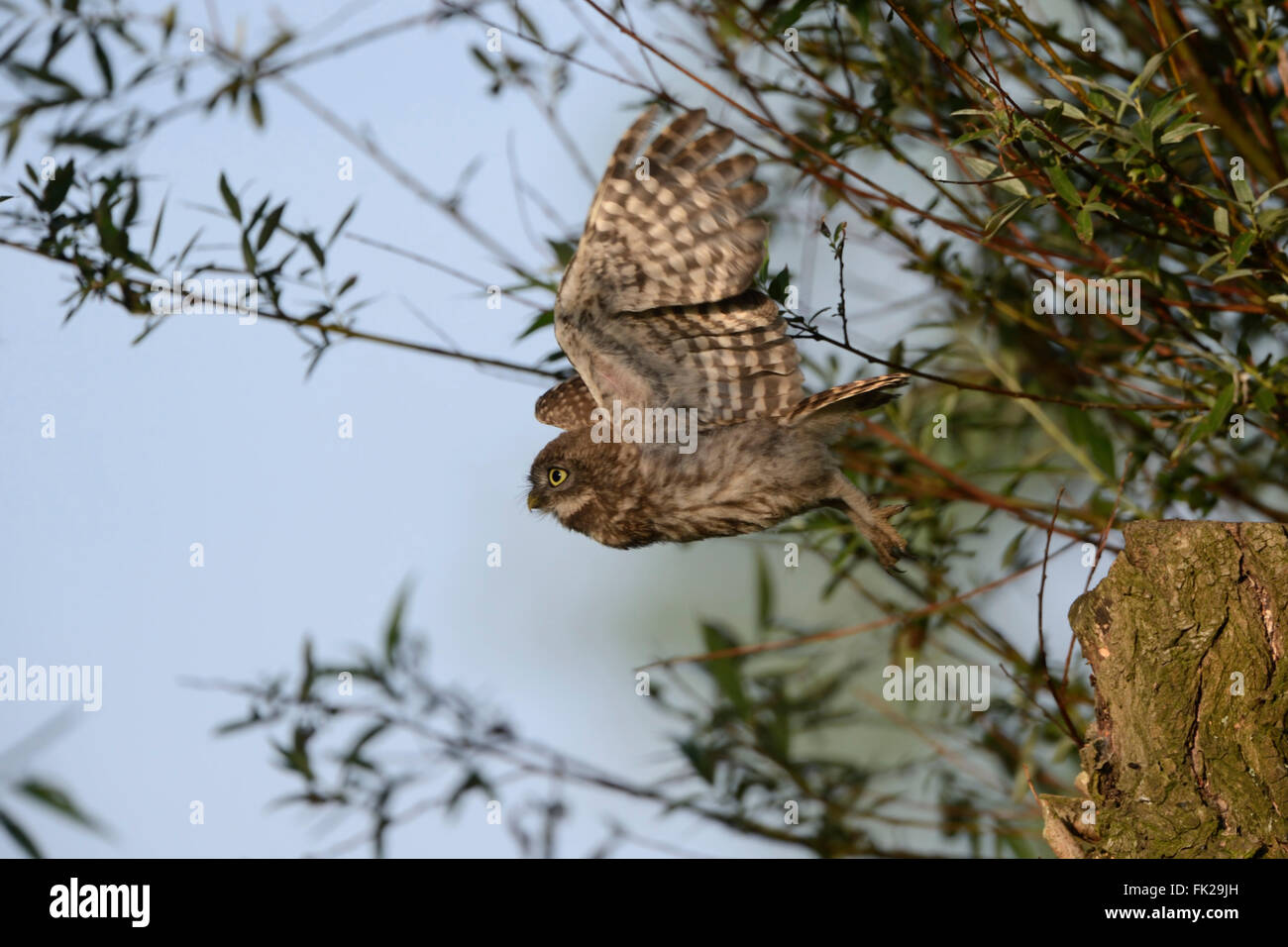 First flight fledgling bird hi-res stock photography and images - Alamy