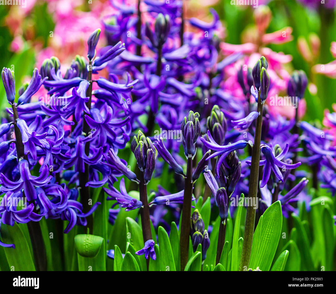 Hyacinthus blue hi-res stock photography and images - Alamy