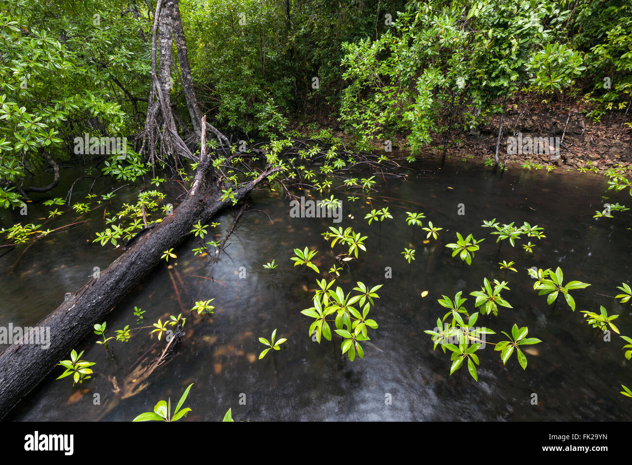 Mangrove nursery hi-res stock photography and images - Alamy