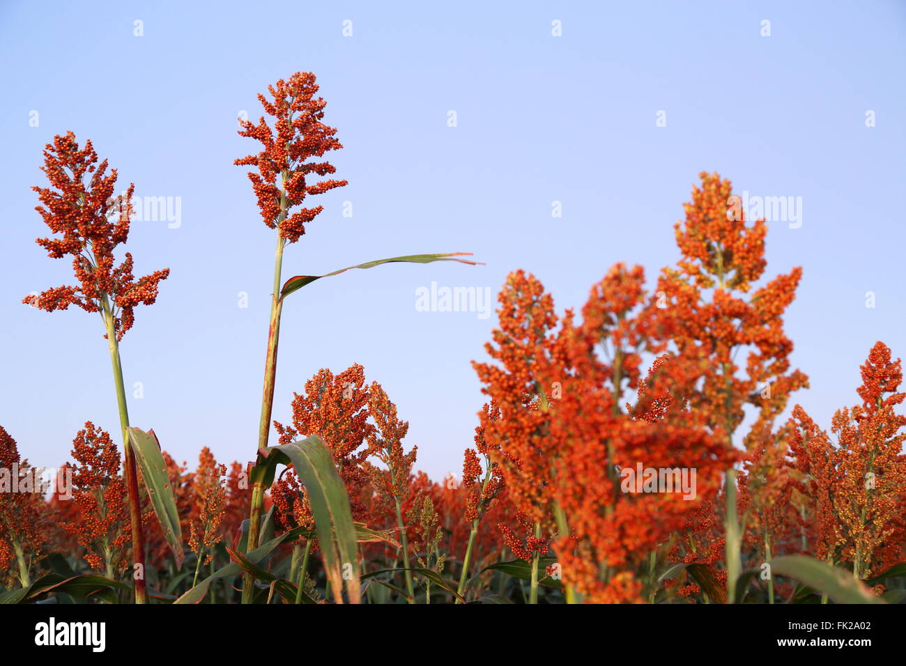 Sorghum (milo), a cereal crop, ripe and ready to harvest near Breeza ...