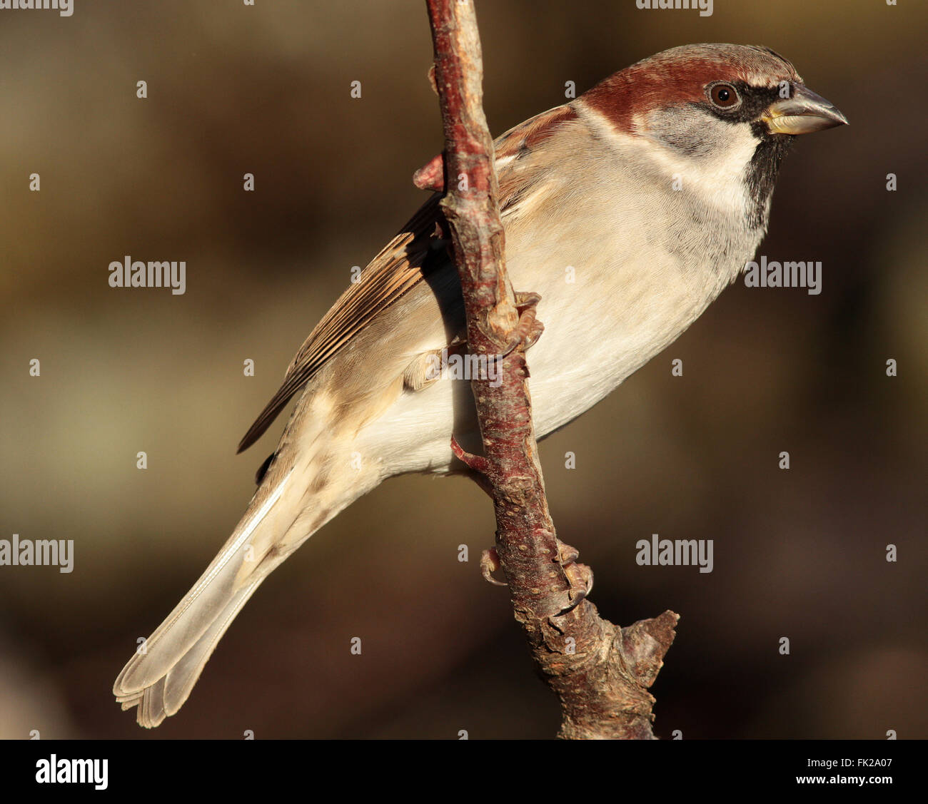 Genetic Hybrids High Resolution Stock Photography and Images - Alamy