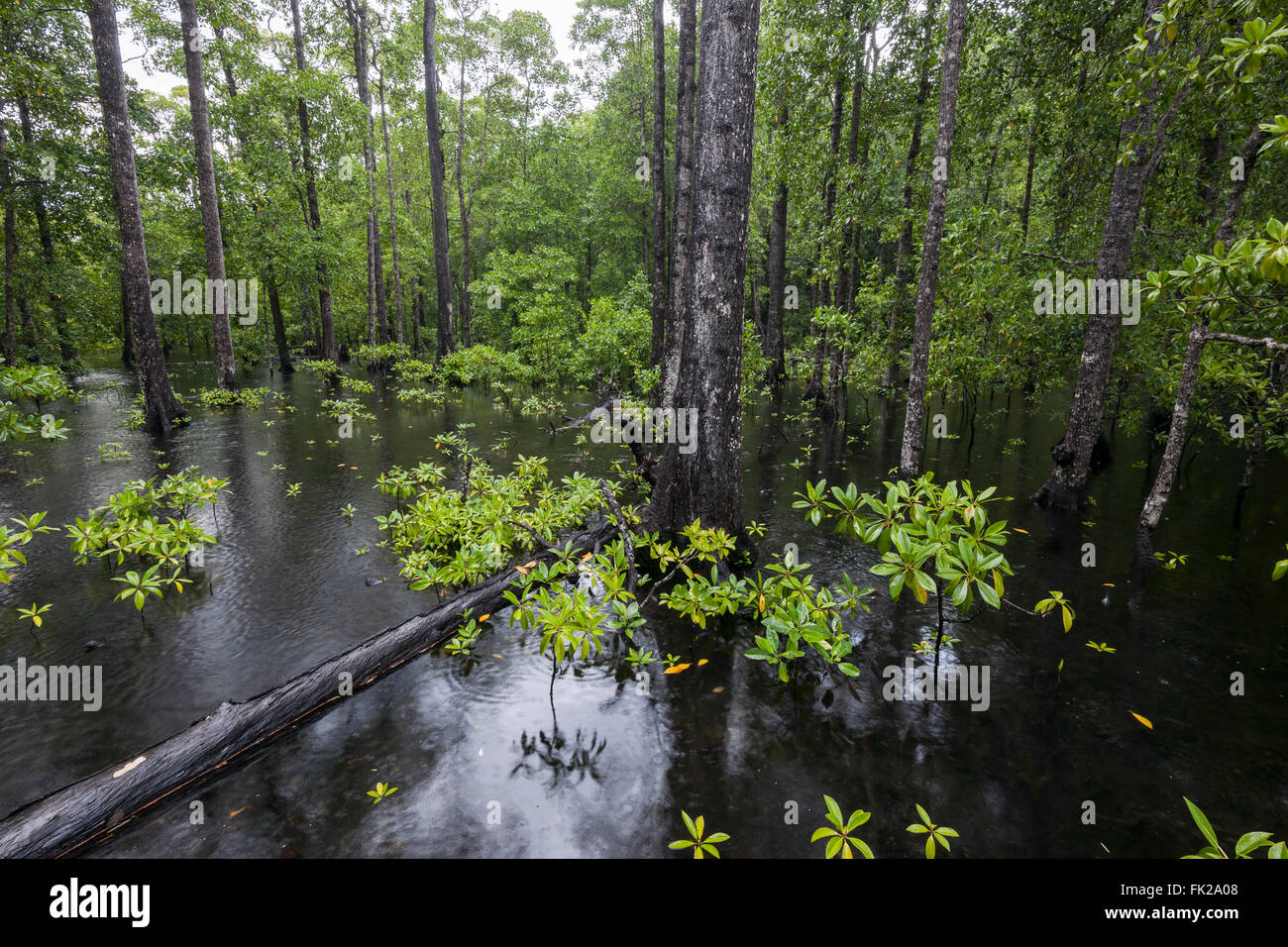 Mangrove forest in the rain at high tide Stock Photo - Alamy