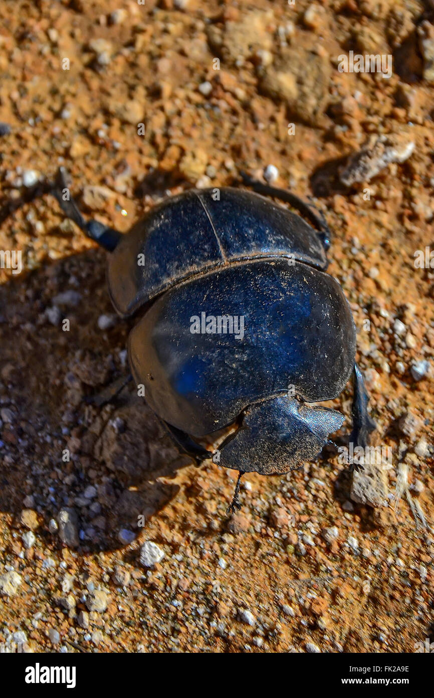 Scarab on the sand Stock Photo - Alamy