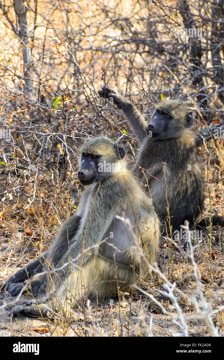 Baboon monkey in Kruger National park - South Africa Stock Photo - Alamy