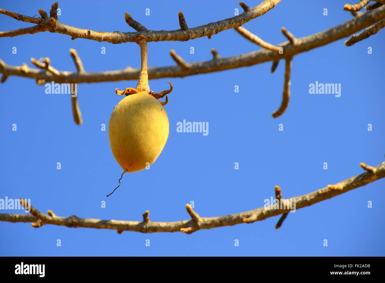 Baobab tree fruit hi-res stock photography and images - Alamy