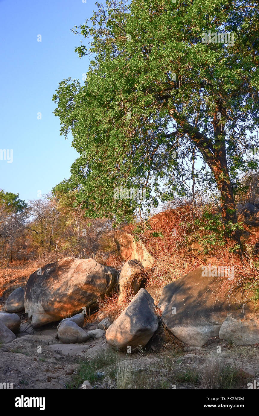 African Landscape in Kruger National Park, South Africa Stock Photo - Alamy