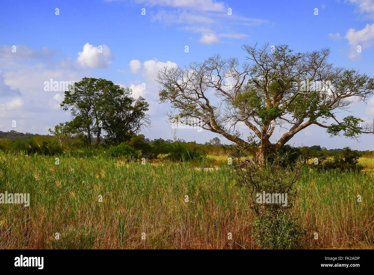 African Landscape in Kruger National Park, South Africa Stock Photo - Alamy