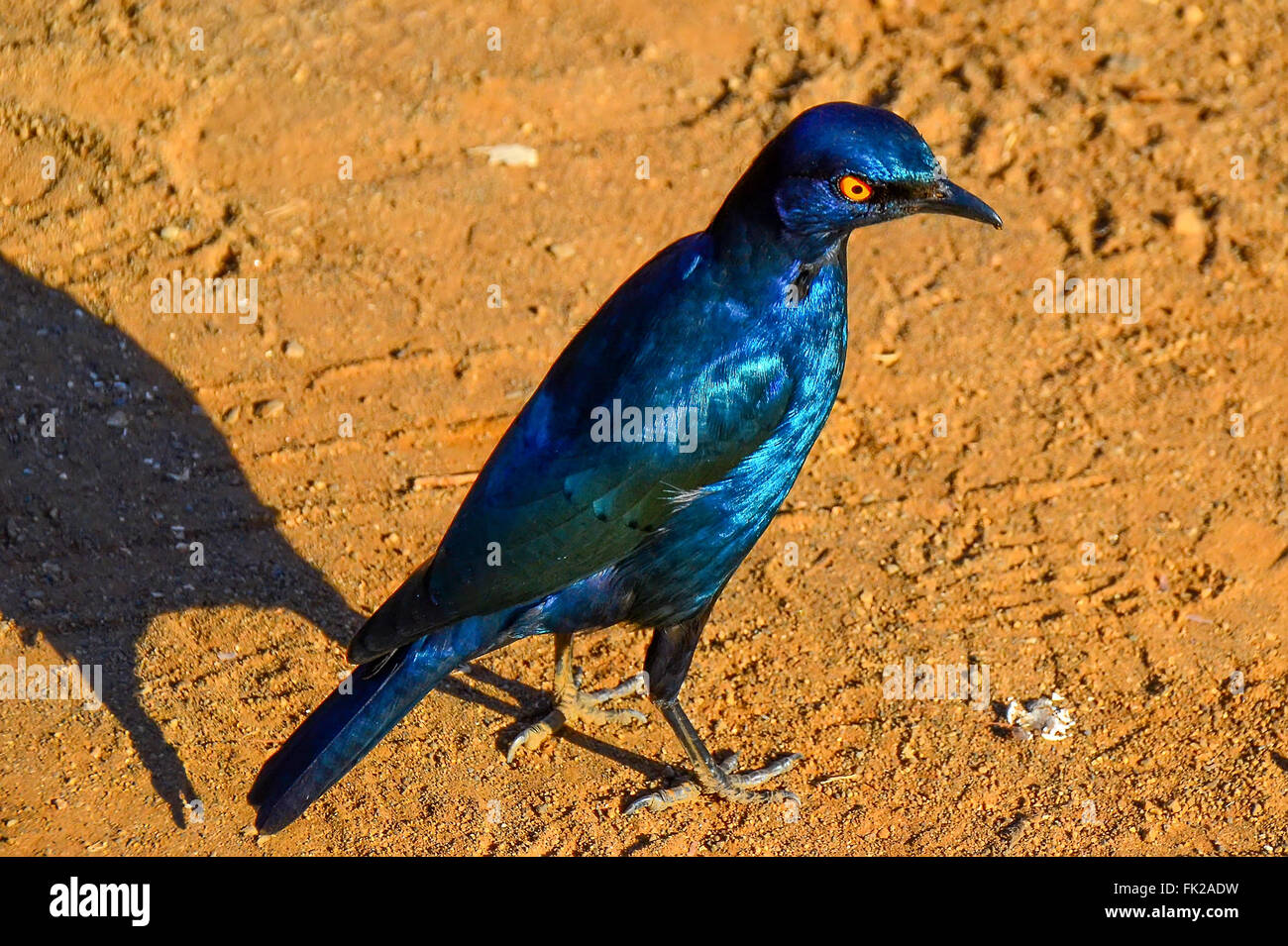 Metallic blue Cape Glossy Starling Lamprotornis nitens Stock Photo - Alamy