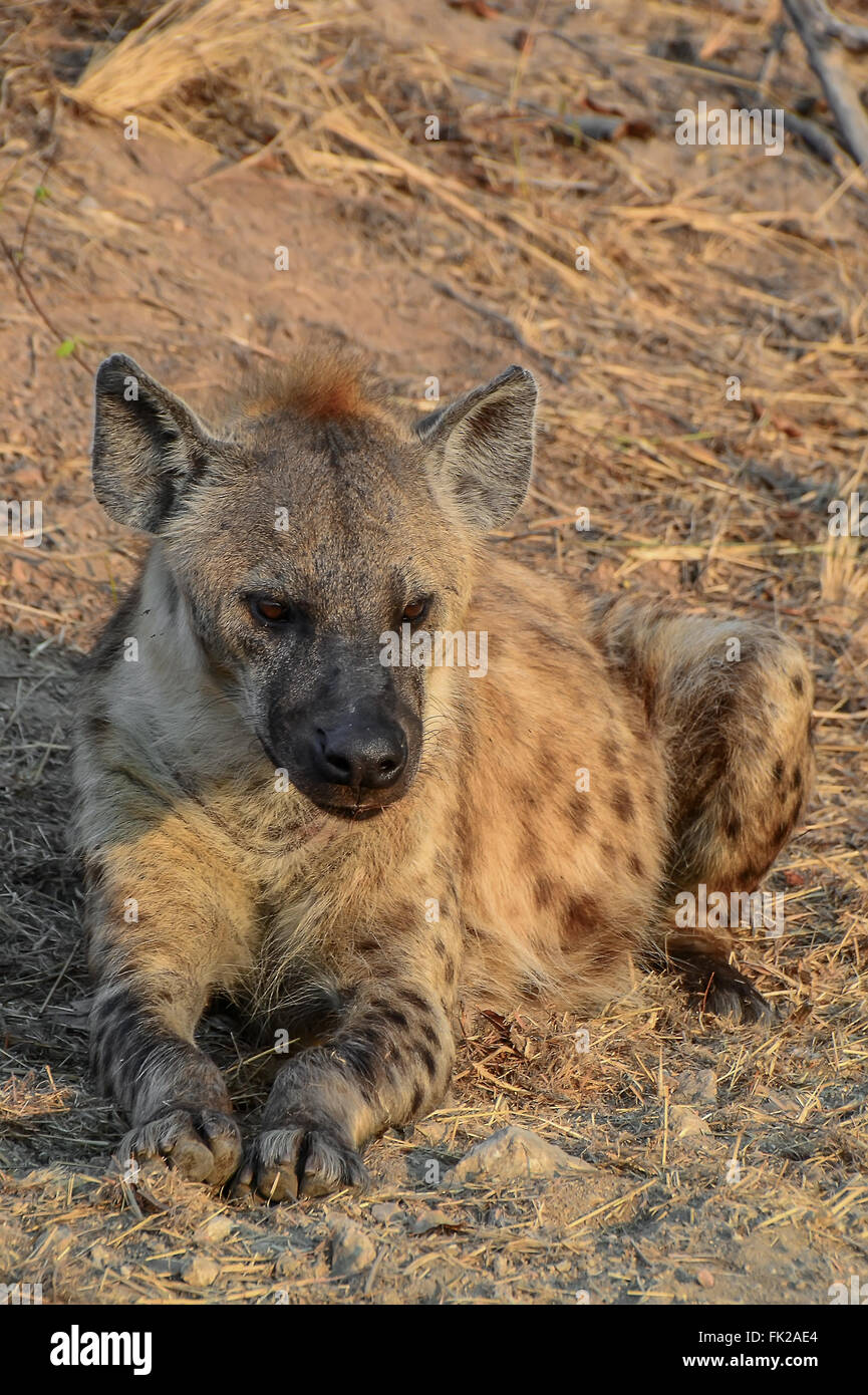 Hyena in Kruger National park - South Africa Stock Photo - Alamy