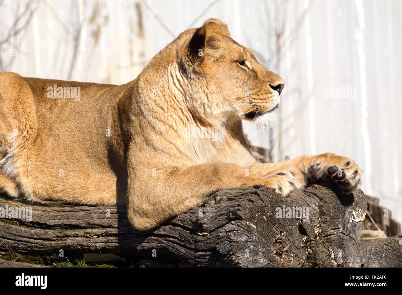 Lioness resting over fallen tree Stock Photo - Alamy