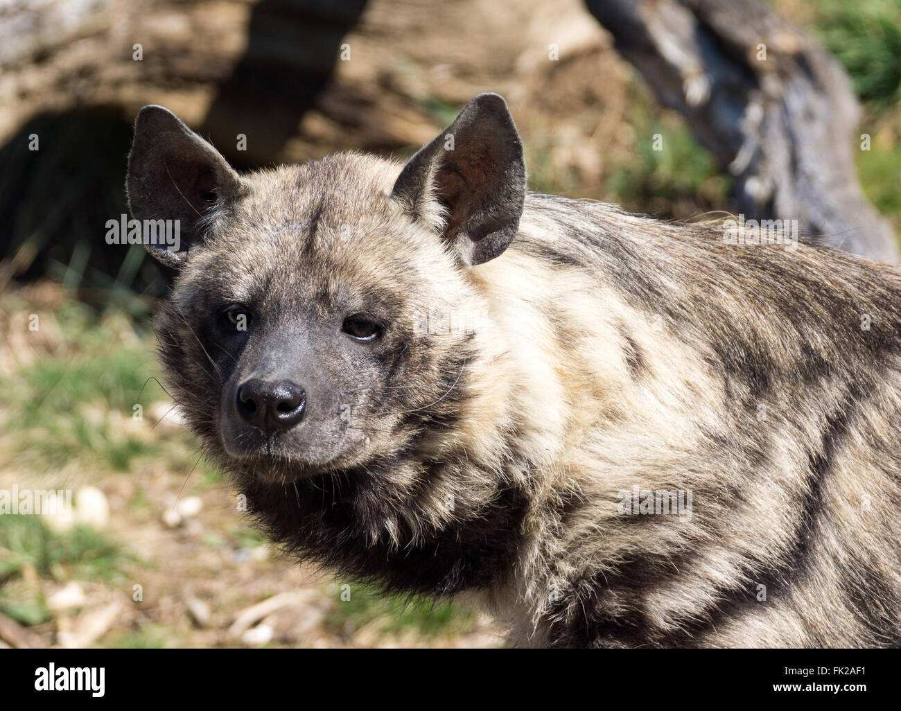 Closeup of the head of a hyena Stock Photo - Alamy