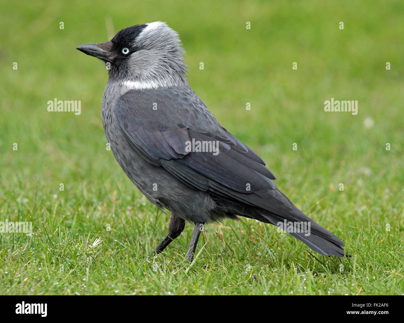 Western jackdaw, Coloeus monedula standing on green grass Stock Photo ...