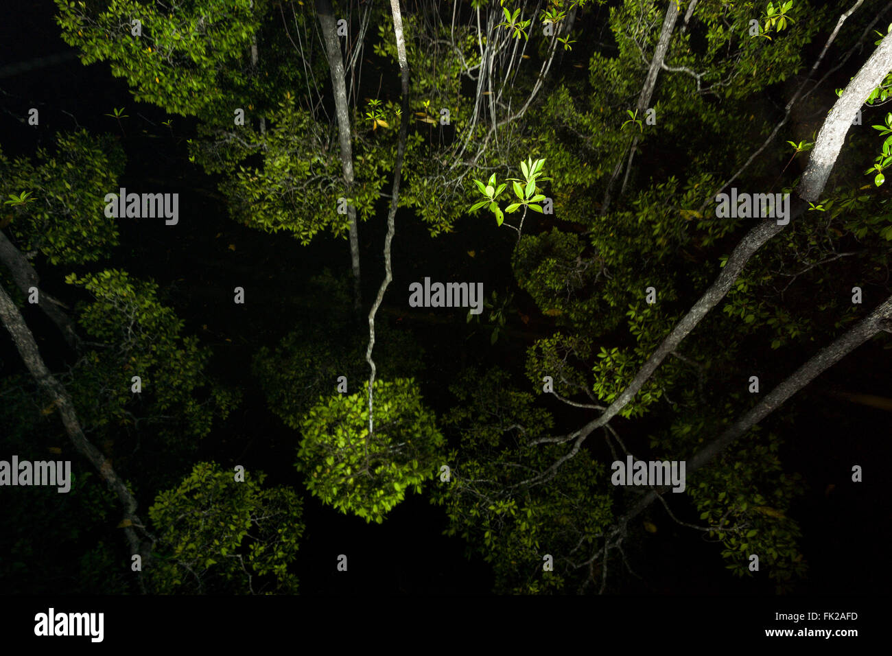 Mangrove forest canopy photographed at night Stock Photo - Alamy